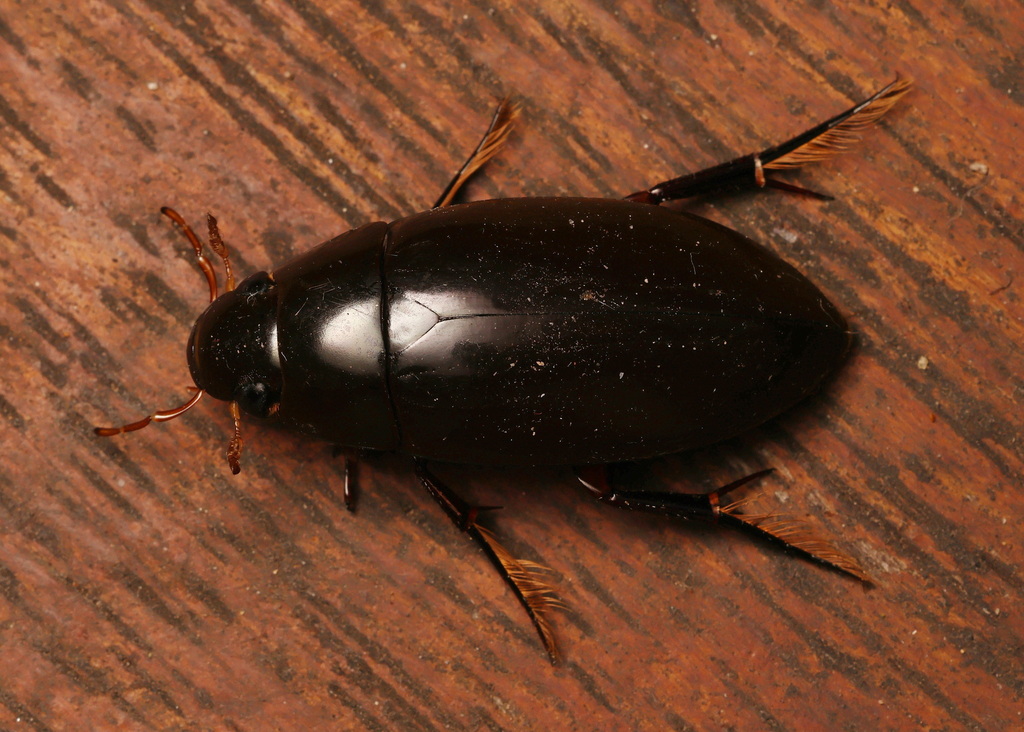Hydrophilus from Anglesea VIC 3230, Australia on November 6, 2023 at 10 ...