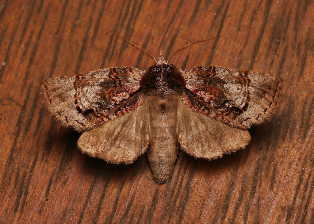 Gallaba eugraphes from Anglesea VIC 3230, Australia on November 6, 2023 ...
