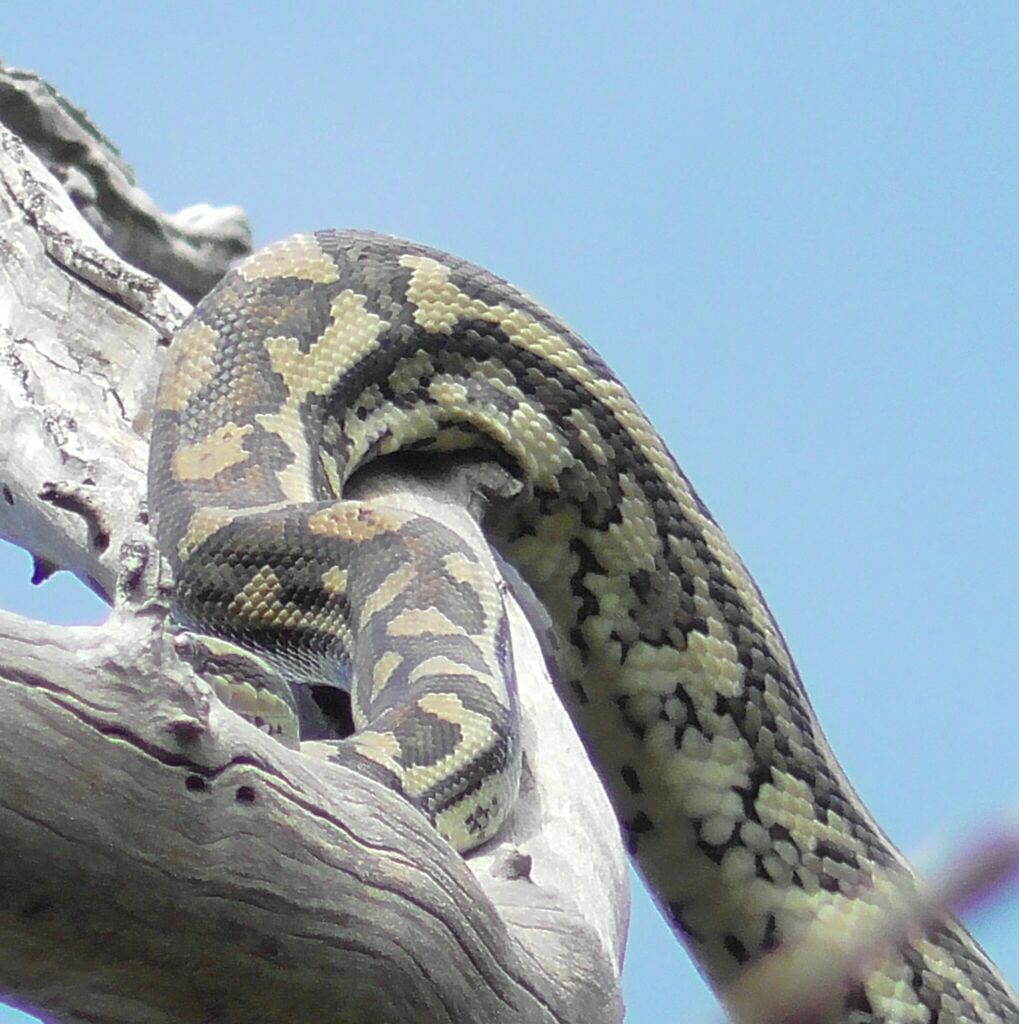 Carpet Python from Watsonville QLD 4887, Australia on November 10, 2023 ...