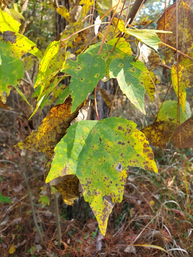 red maple from Spanish Fort, AL, USA on November 7, 2023 at 02:38 PM by ...