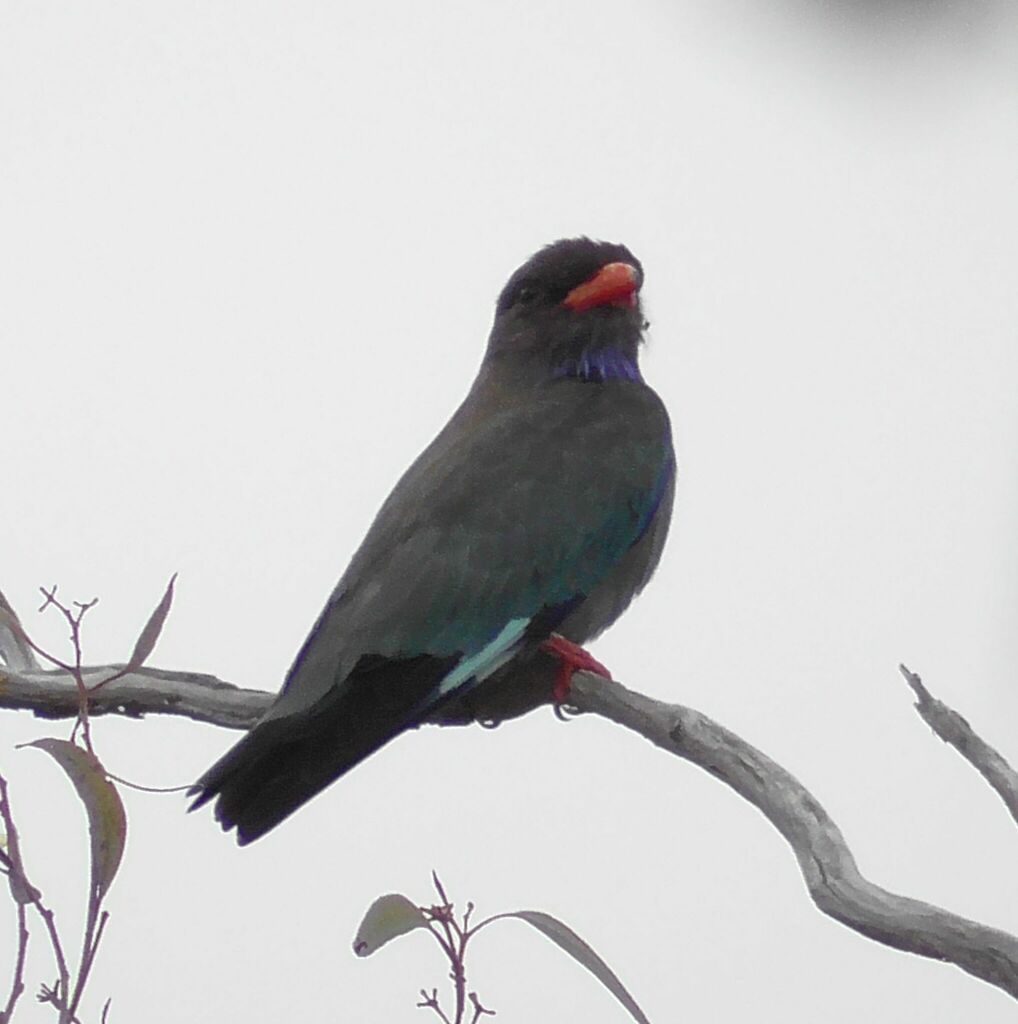 Dollarbird from Mareeba, AU-QL, AU on November 10, 2023 at 01:02 PM by ...