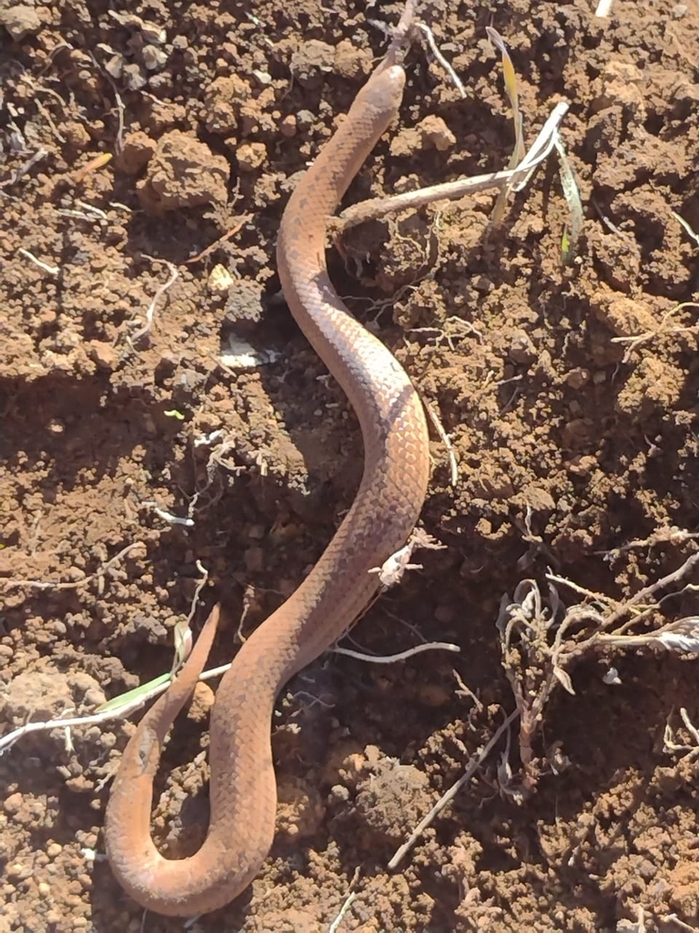 Earth Snakes from 92652 Ver., México on November 9, 2023 by Luis A ...
