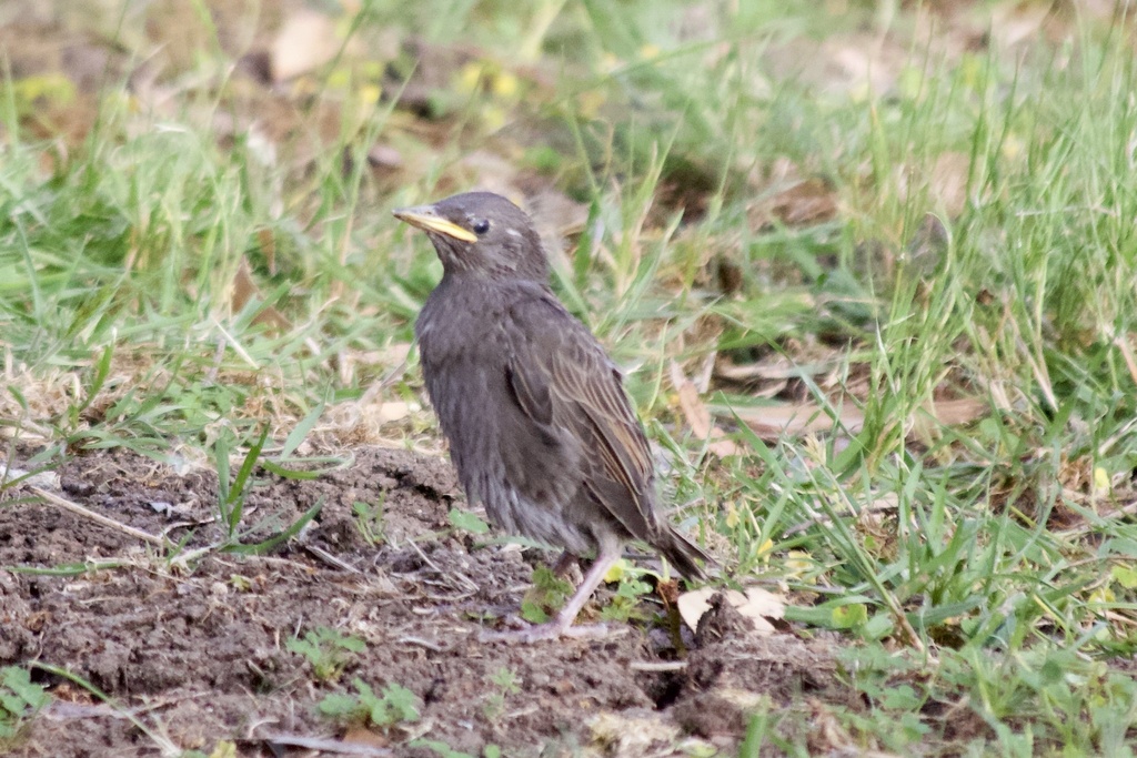 European Starling from Lake Marma Park, Murtoa, VIC, AU on October 27 ...