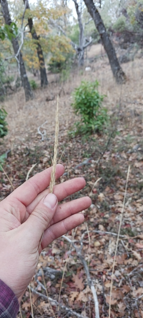 blue wild rye from Henry W. Coe, Henry W. Coe State Park, Santa Clara ...
