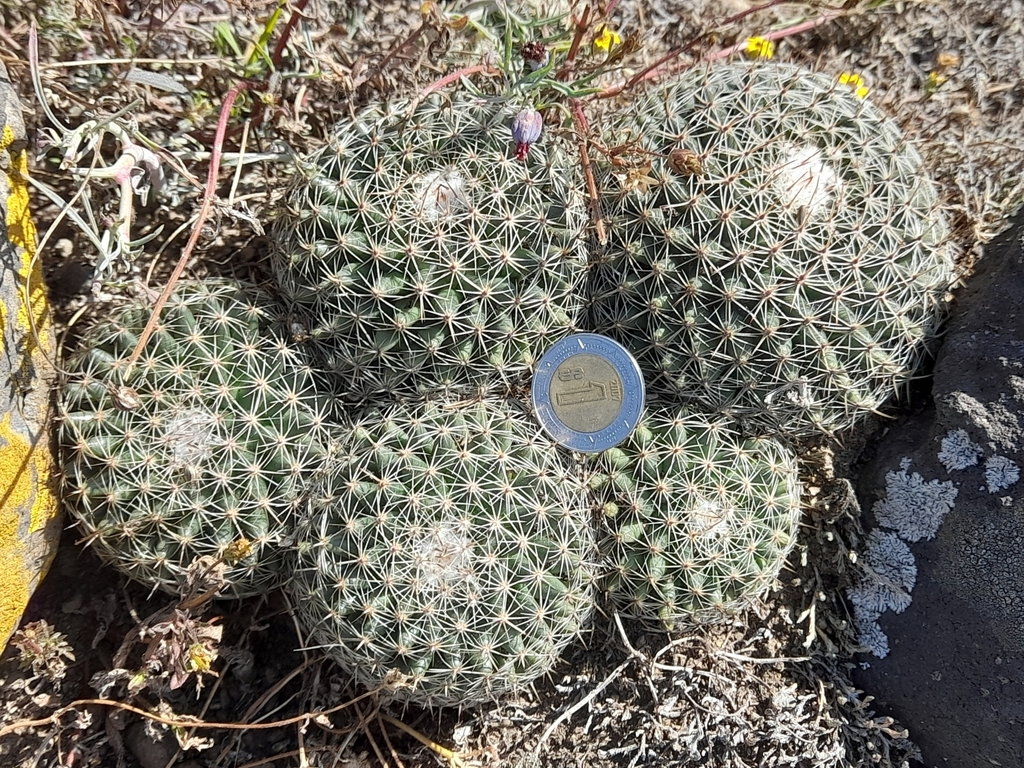 Coryphantha clavata from 54326 Méx., México on November 3, 2023 at 10: ...