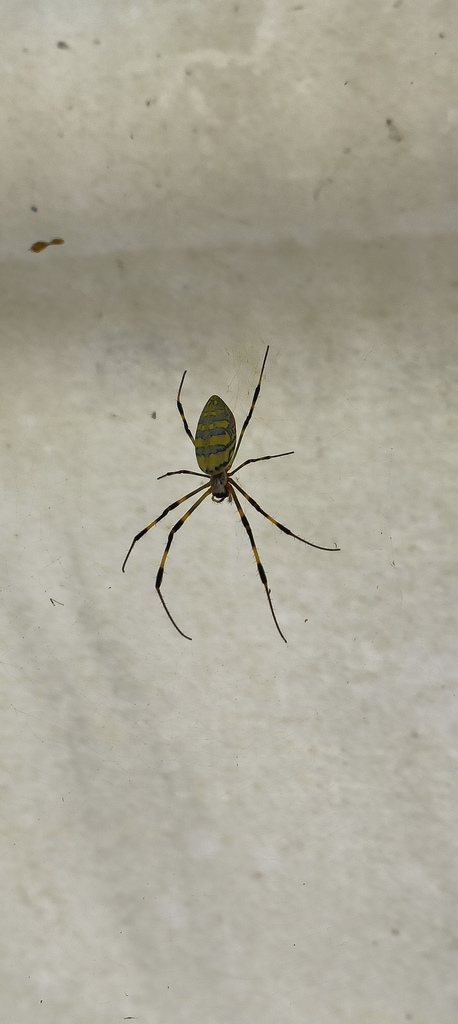 Kogane-gumo Spider from 773-0008, Japan on November 6, 2023 at 01:25 PM ...