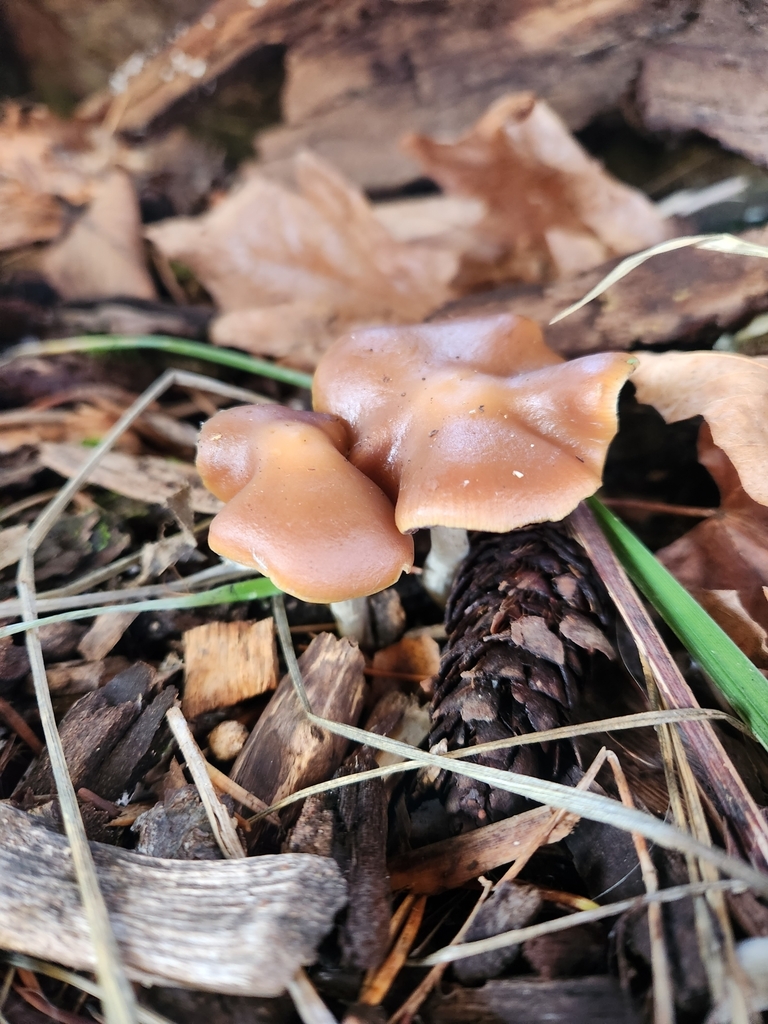 Wavy Cap in November 2023 by Hannah Morosoff · iNaturalist