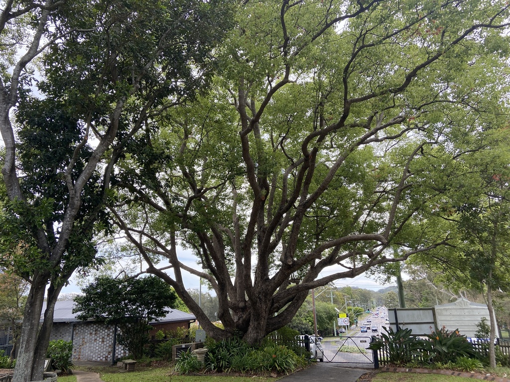 Camphor Tree from Gosford - East, AU-NS, AU on November 8, 2023 at 01: ...