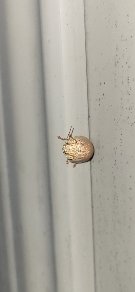 Dotted Paropsine Leaf Beetle from Adams, Huntington Beach, CA 92646 ...