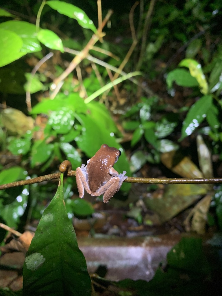 White-backed Bug-eyed Frog in November 2023 by Marcus Lucassen and ...