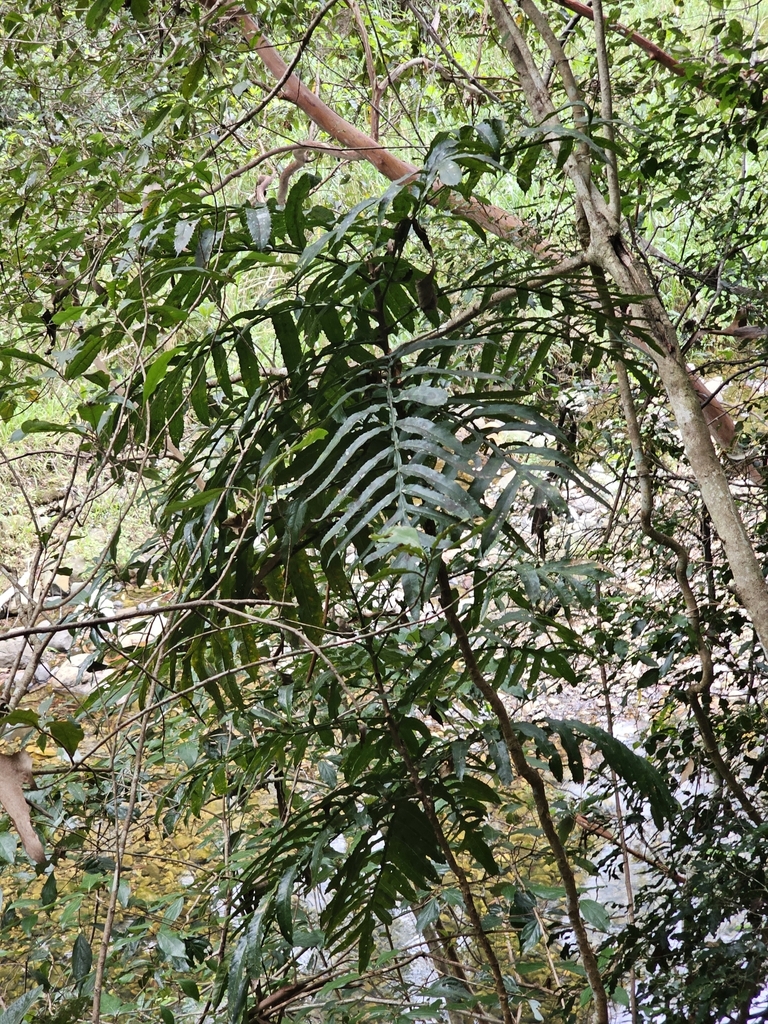 Red Bopple Nut from Tallebudgera Valley QLD 4228, Australia on November ...