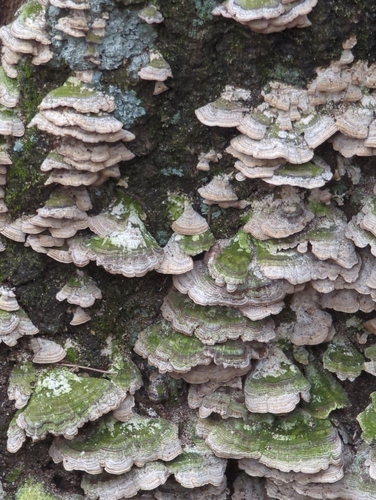 Photo 334129491, (c) Jonathan Wright, all rights reserved, uploaded by ...