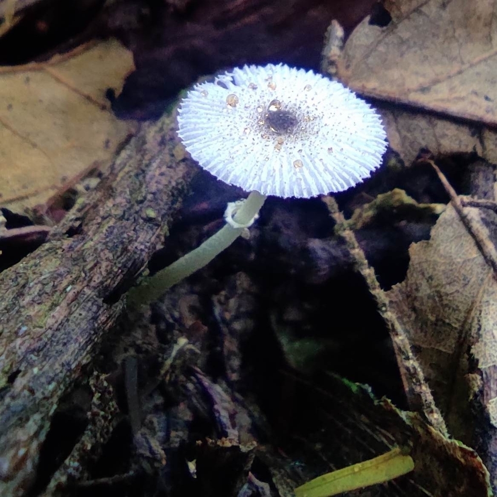 Skullcap Dapperling from Catacamas, Honduras on November 10, 2023 at 08 ...