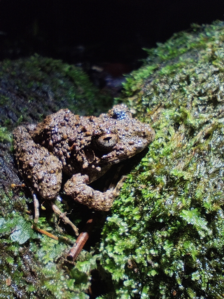 Common Big-headed Frog from Pastaza, EC-PA, EC on November 9, 2023 at ...