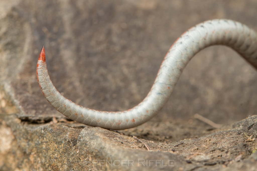 Forest Sharp-tailed Snake from Douglas County, OR, USA on March 21 ...