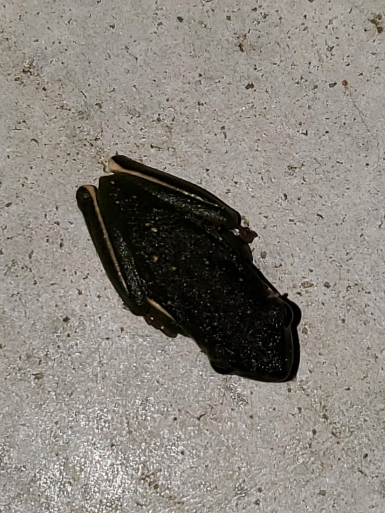 Green Treefrog from Winchester, NC 27591, USA on November 10, 2023 at ...