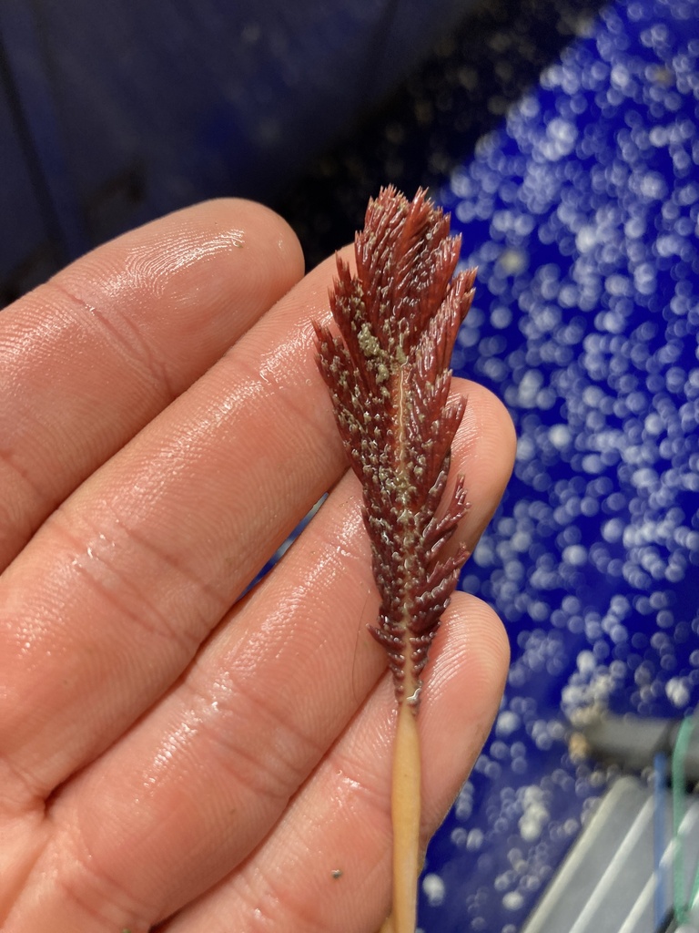 Pennatula aculeata from Gulf of Maine on November 9, 2023 at 09:14 PM ...