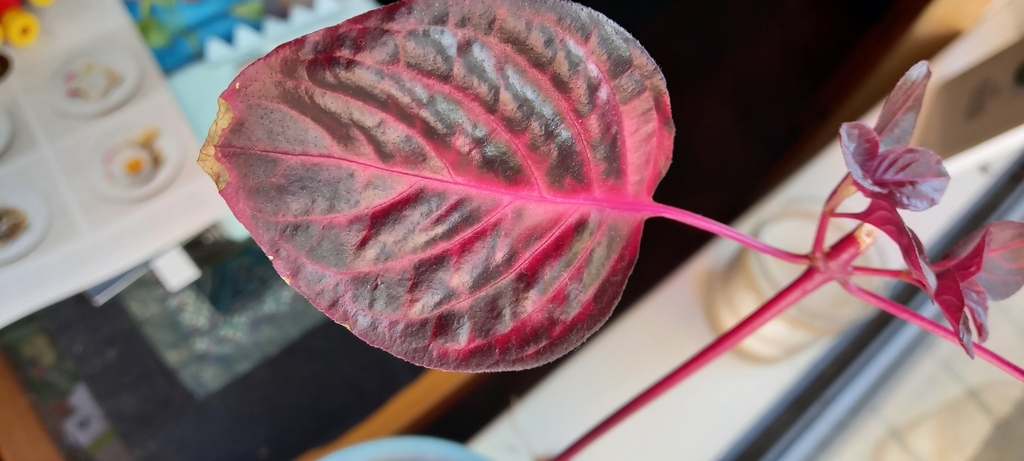 Bloodleaf from Parklands, Christchurch 8083, New Zealand on November 11 ...