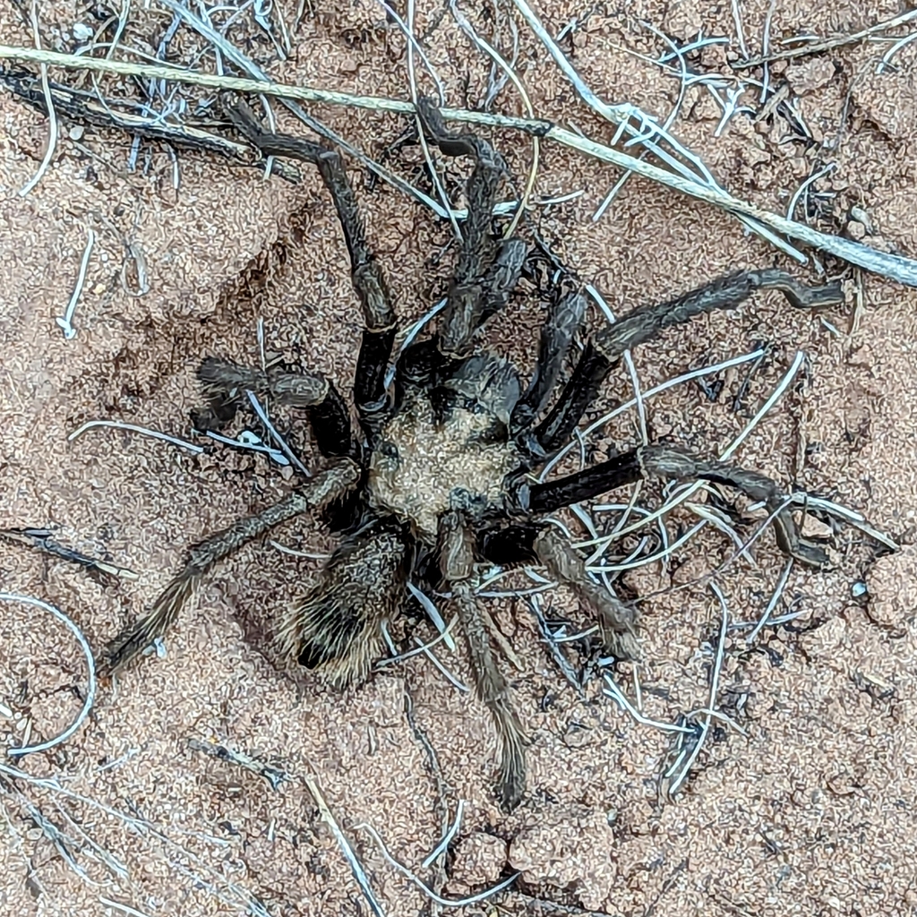 Grand Canyon Black Tarantula from Hurricane, UT 84737, USA on October ...