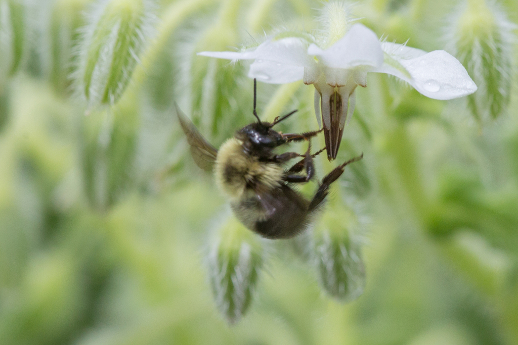 Two-spotted Bumble Bee from Washington County, VT, USA on July 16, 2023 ...