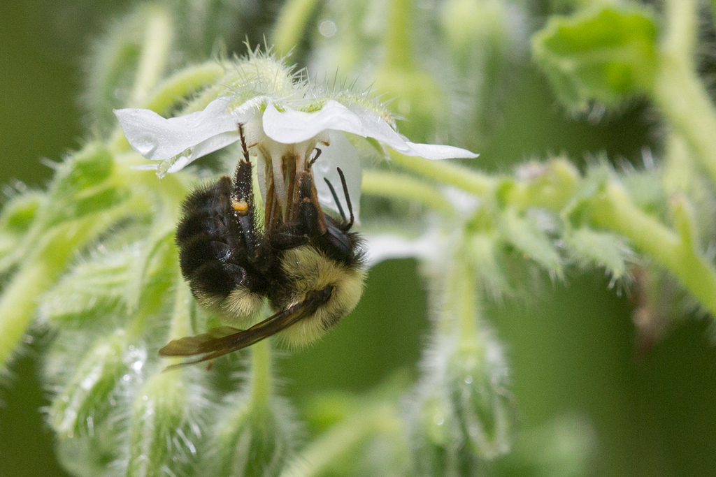 Two-spotted Bumble Bee from Washington County, VT, USA on July 16, 2023 ...