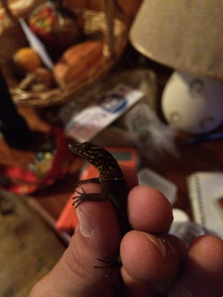Brilliant South American Gecko from Uparamin Hill, , Trinidad and ...