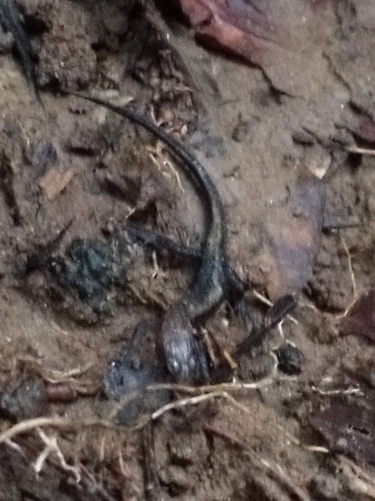 Spectacled Lizards from Pastaza, EC-PA, EC on November 9, 2023 at 04:36 ...