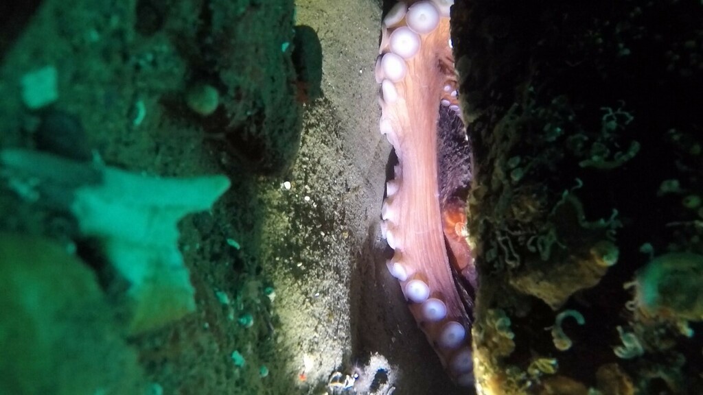 Giant Pacific Octopus from Nanaimo, BC, Canada on November 5, 2023 at ...