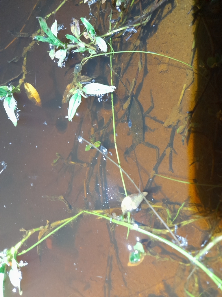 Laccotrephes from Yeodene VIC 3249, Australia on November 6, 2023 at 10 ...