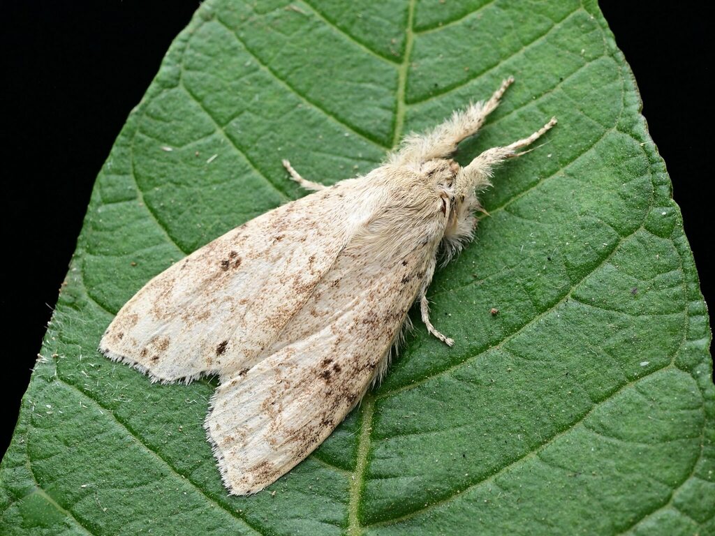 Calliteara angulata from 中国云南省西双版纳傣族自治州勐腊县 on November 10, 2023 at 03: ...