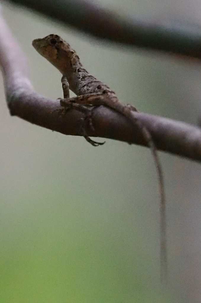 Diploderma polygonatum polygonatum in November 2023 by S Dowell ...