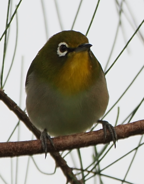 Zosterops japonicus loochooensis in November 2023 by S Dowell · iNaturalist