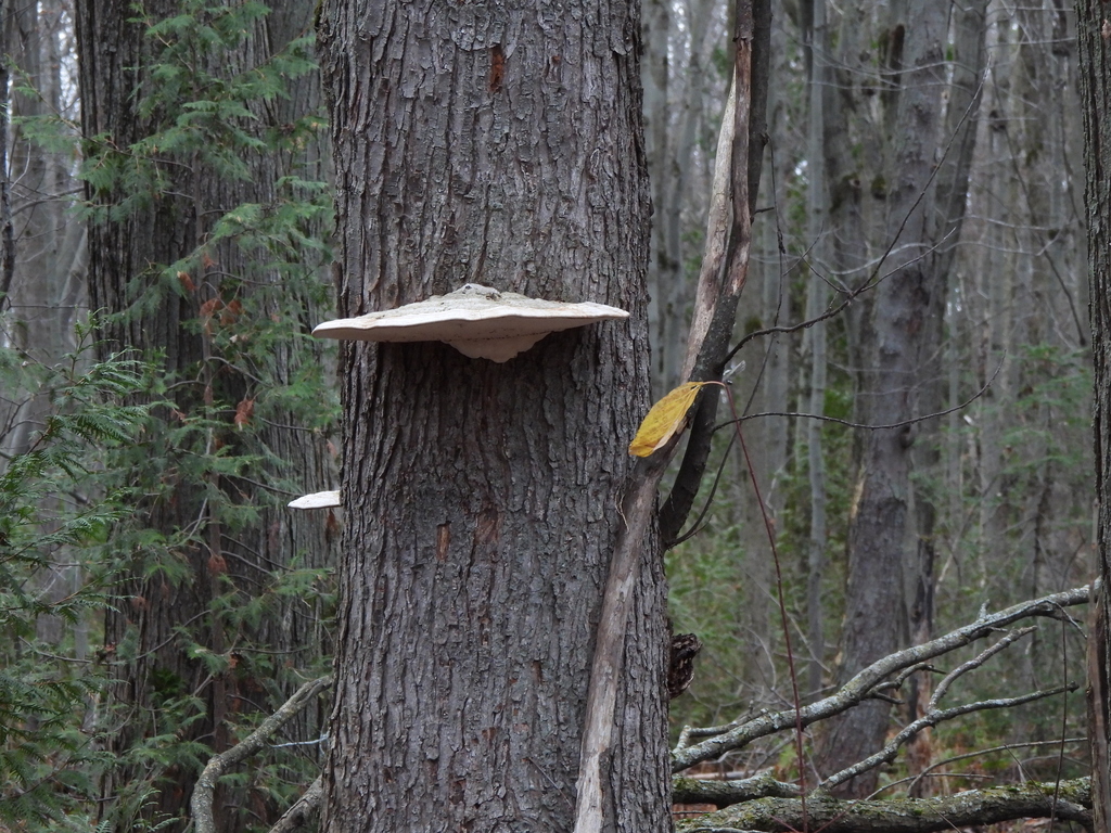 Ganoderma megaloma in November 2023 by Stewart Blackwell. on red maple ...
