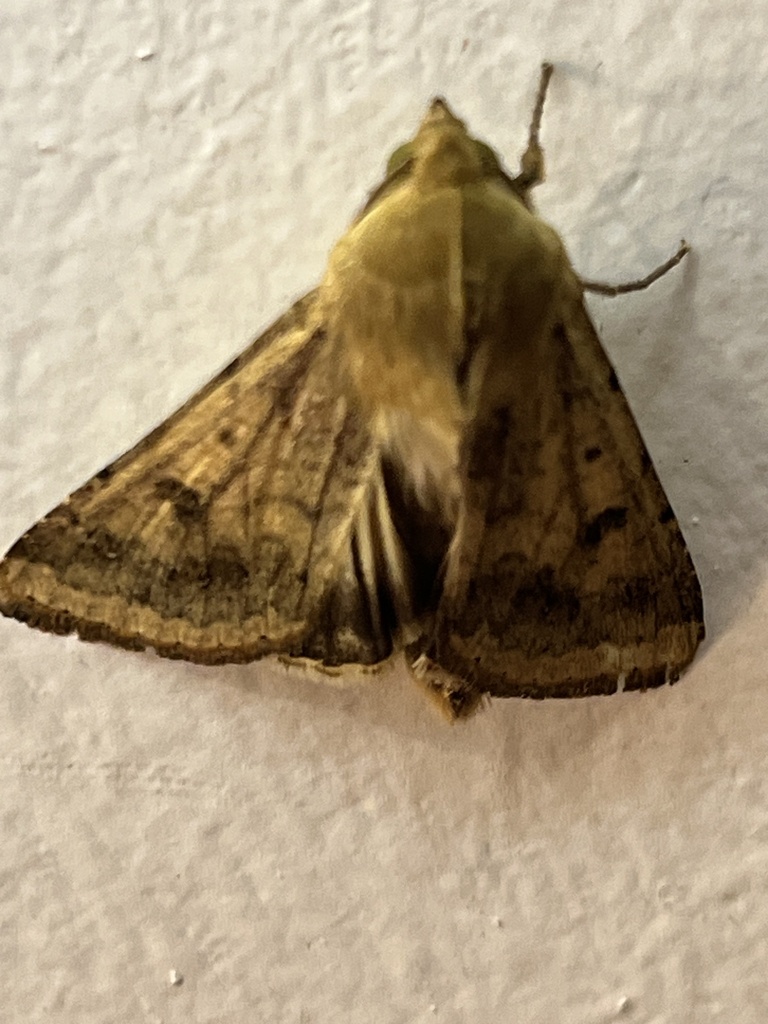 Corn Earworm Moth from Broadway Blvd, Kansas City, MO, US on November ...