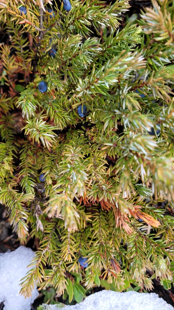 common juniper from Montreal River Harbour, ON P0S 1H0, Canada on ...