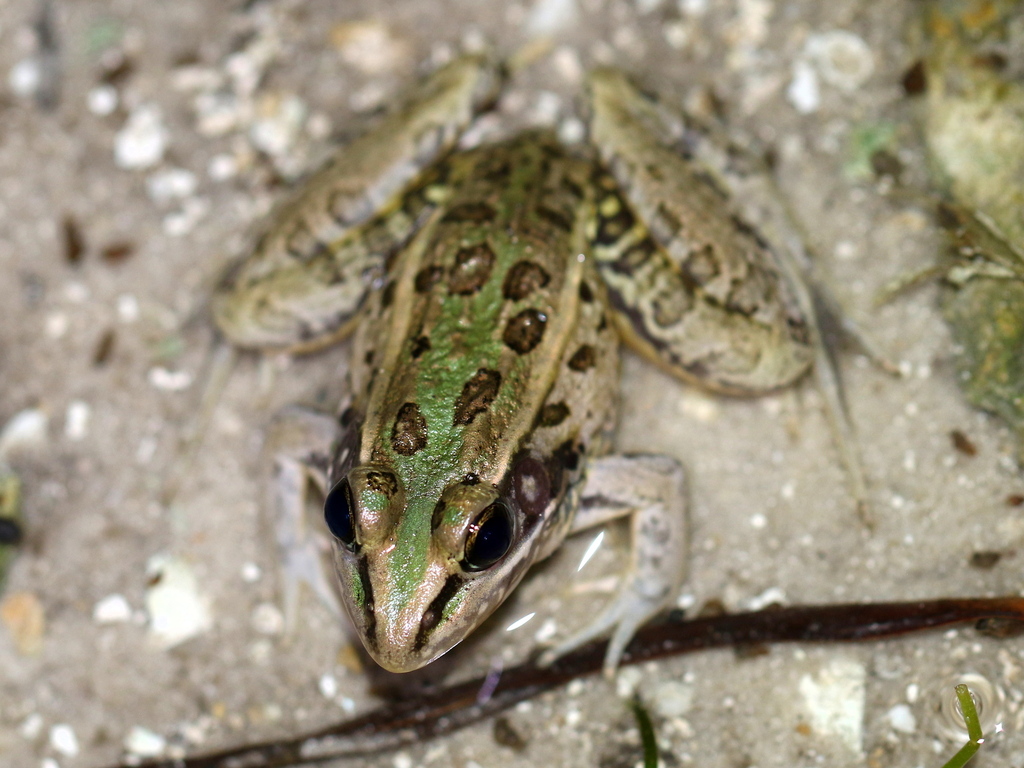Southern Leopard Frog from Palm Beach County, FL, USA on November 10 ...