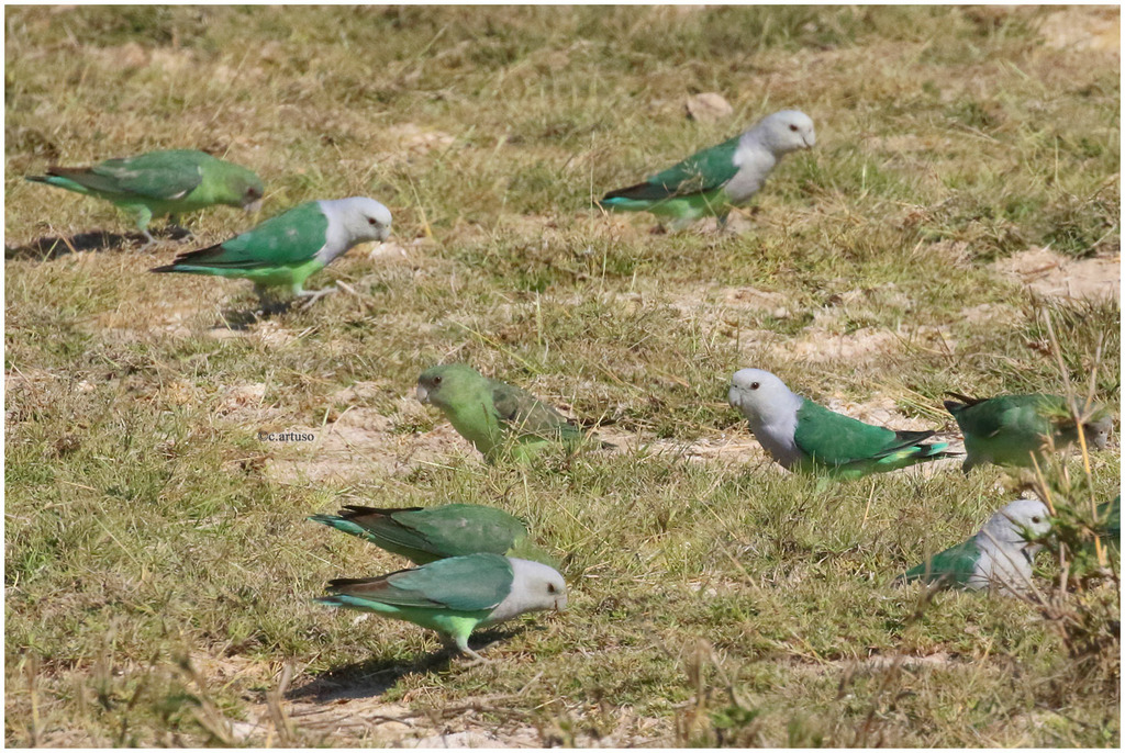 Grey-headed Lovebird from Ifaty, Madagascar on October 7, 2023 at 05:00 ...