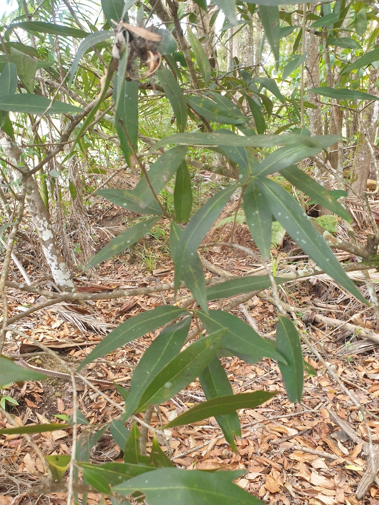 Notelaea from Bridges QLD 4561, Australia on November 11, 2023 at 11:25 ...