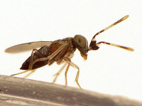 Anagyrus aper · iNaturalist