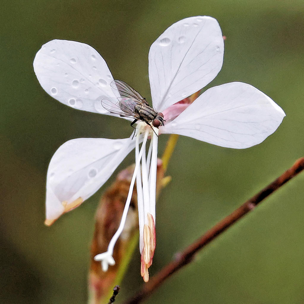 Calyptrate Flies from Deer Park, TX, USA on November 10, 2023 at 02:23 ...