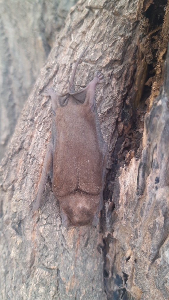 Velvety Free-tailed Bat from Valledupar, Cesar, Colombia on November 10 ...