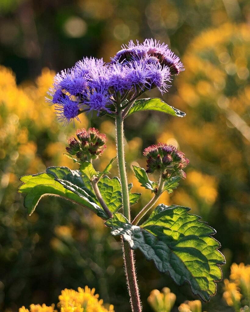 blue mistflower from Deer Park, TX, USA on November 2, 2023 at 05:53 PM ...