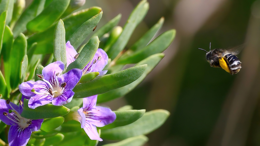 Longhorn Bees from Harris County, TX, USA on October 28, 2023 at 02:07 ...