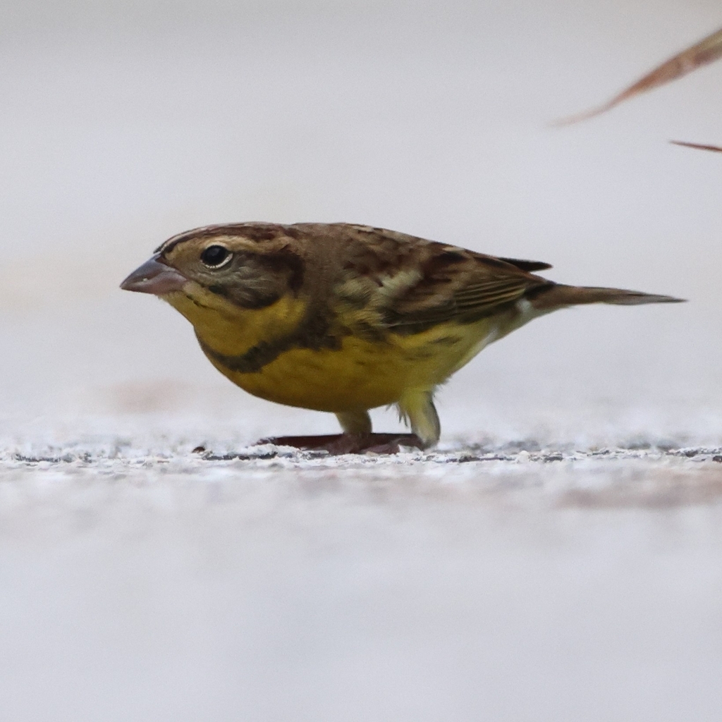 Yellow-breasted Bunting in November 2023 by Lucas Shiu · iNaturalist