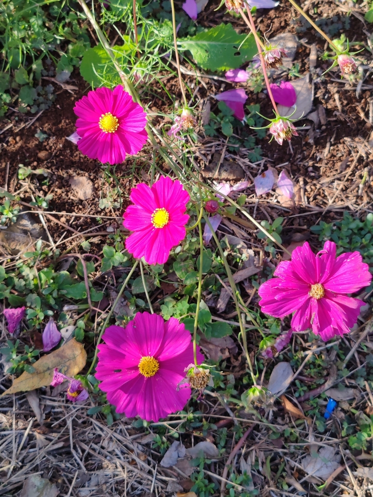 garden cosmos from Oura, Tara, Fujitsu District, Saga, 日本 on November ...