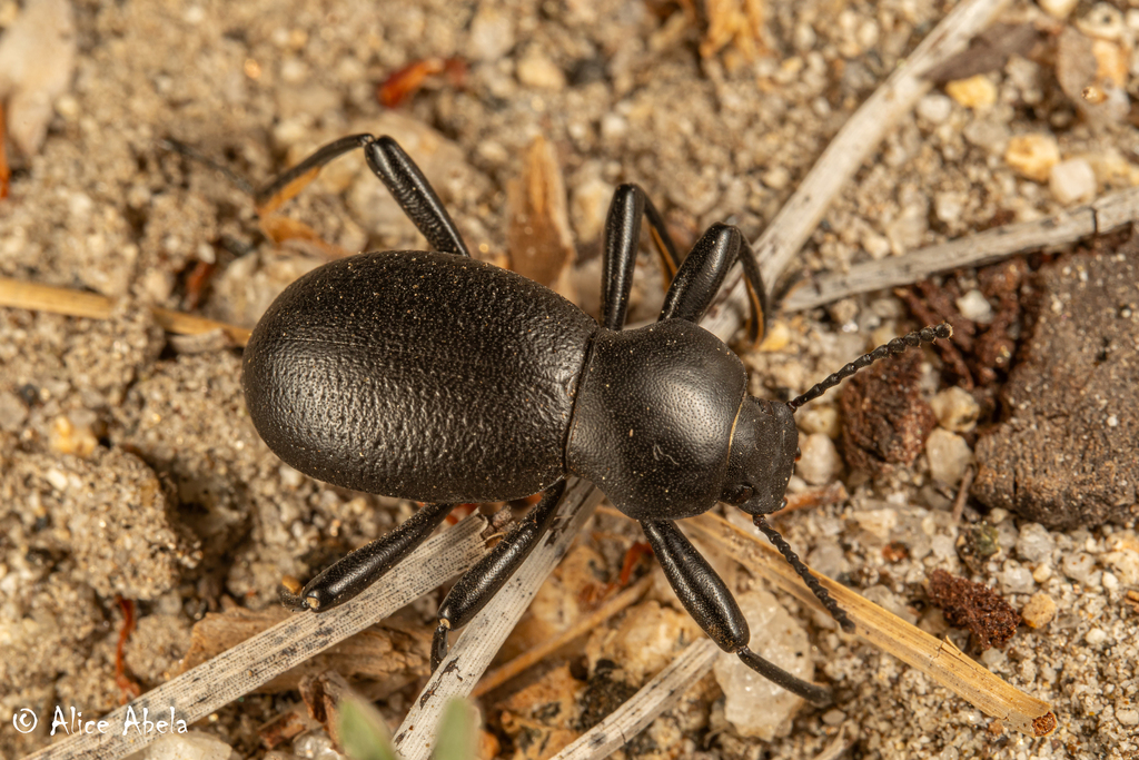 California Broad-necked Darkling Beetle from Pine Wood, California ...
