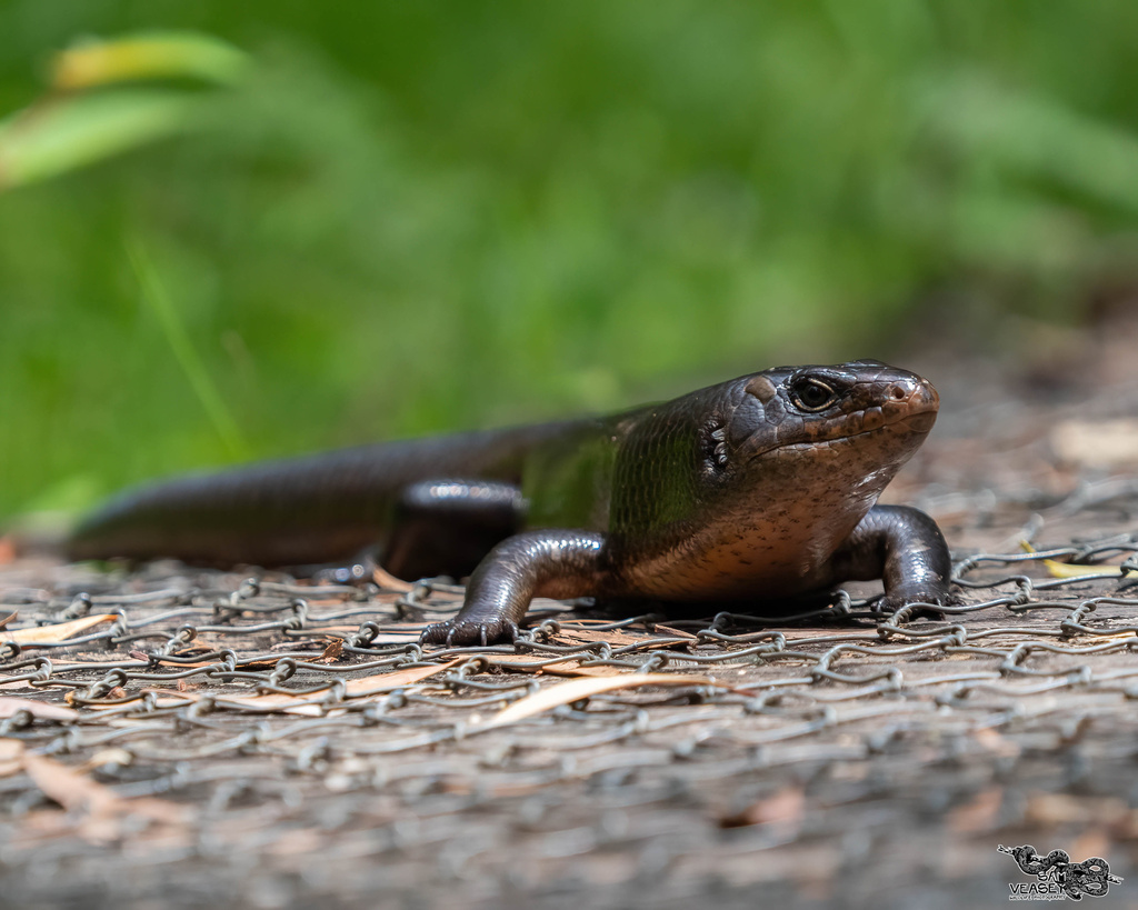Land Mullet from Kooloonbung Creek Nature Park, Port Macquarie, NSW, AU ...