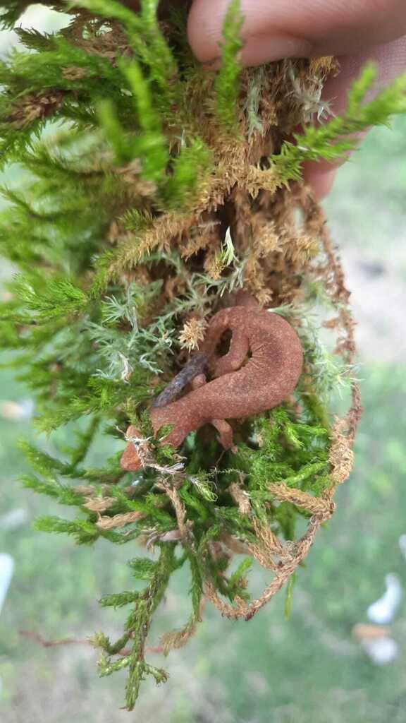 Pulau Enggano Slender Gecko from Enggano Island, Enggano, North ...