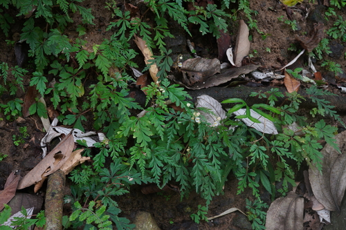 Begonia polilloensis · NaturaLista Colombia