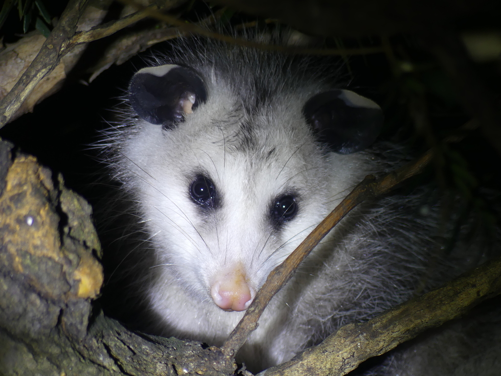 Virginia Opossum from Lucas County, OH, USA on October 27, 2023 at 08: ...